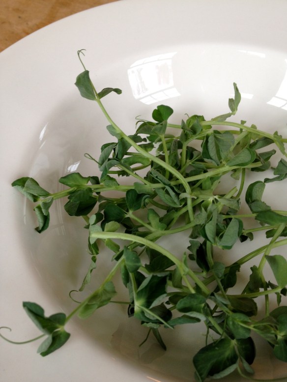 Cheating Spring: Growing Pea Shoots Indoors | Subee's Kitchen